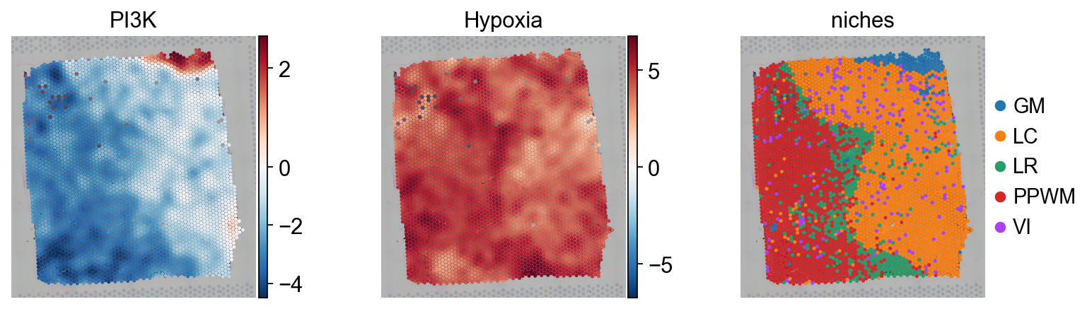 Spatial Enrichment Analysis — decoupler